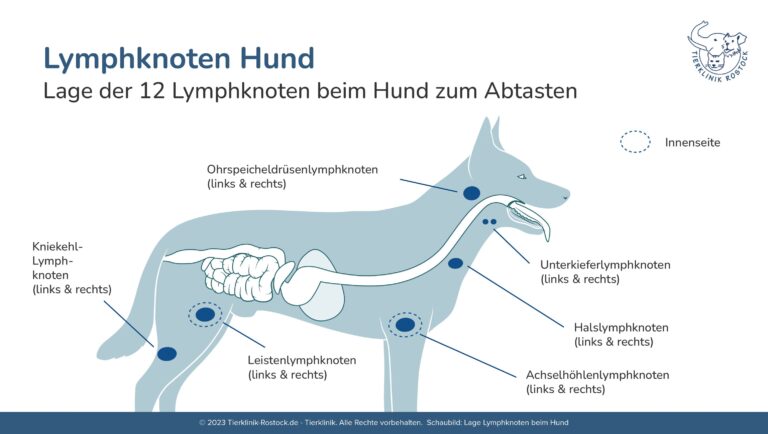 Lymphdrüsenkrebs Hund - Symptome & Behandlung | Tierklinik Rostock