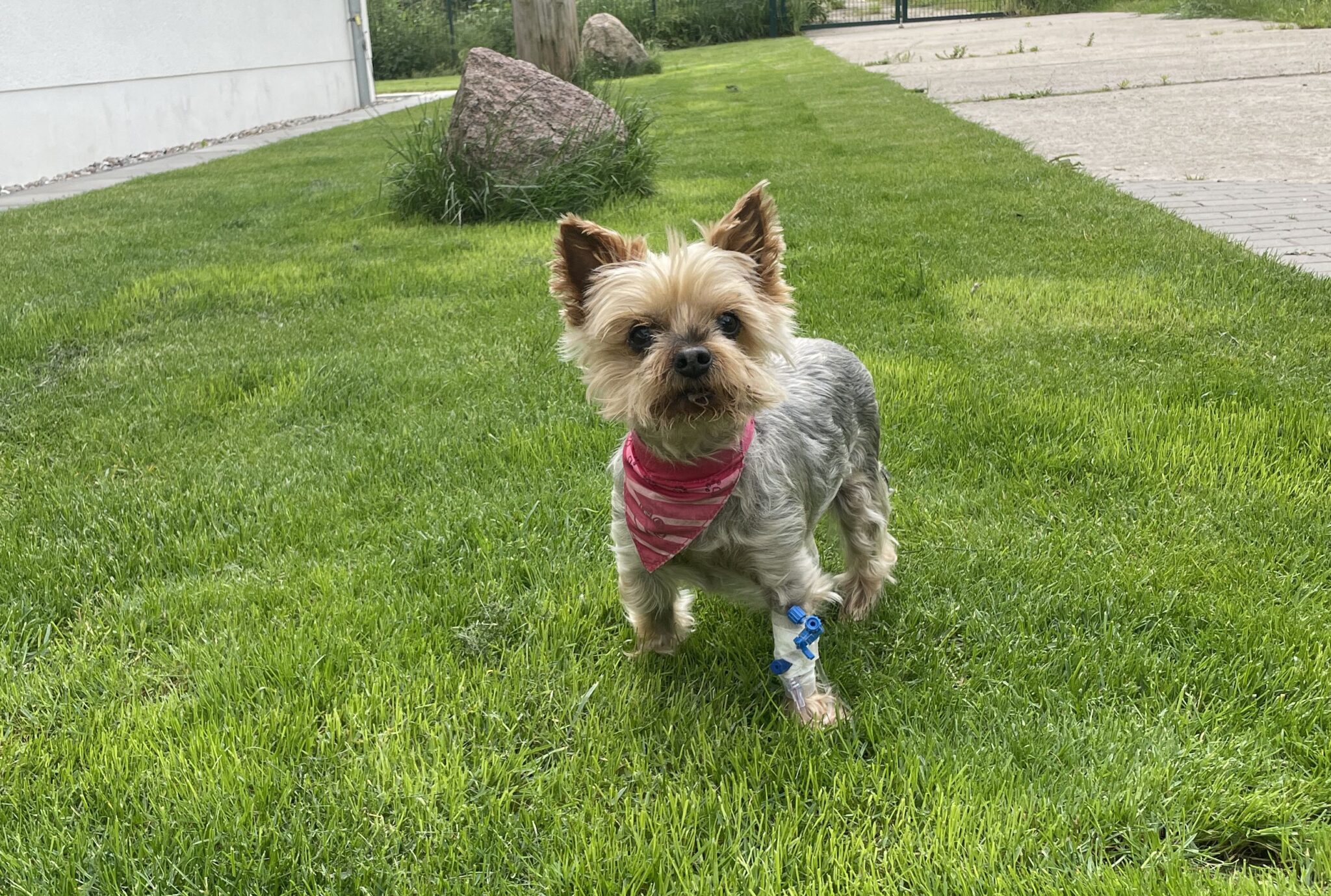 TPLO Hund - erfolgreiches Verfahren bei Kreuzbandriss | Tierklinik Rostock