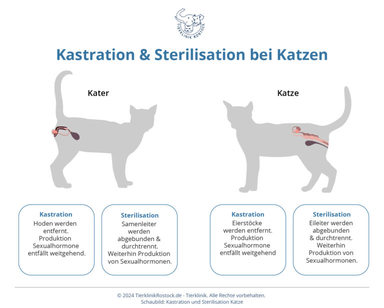 Kastration Katze - Alle wichtigen Infos | Tierklinik Rostock