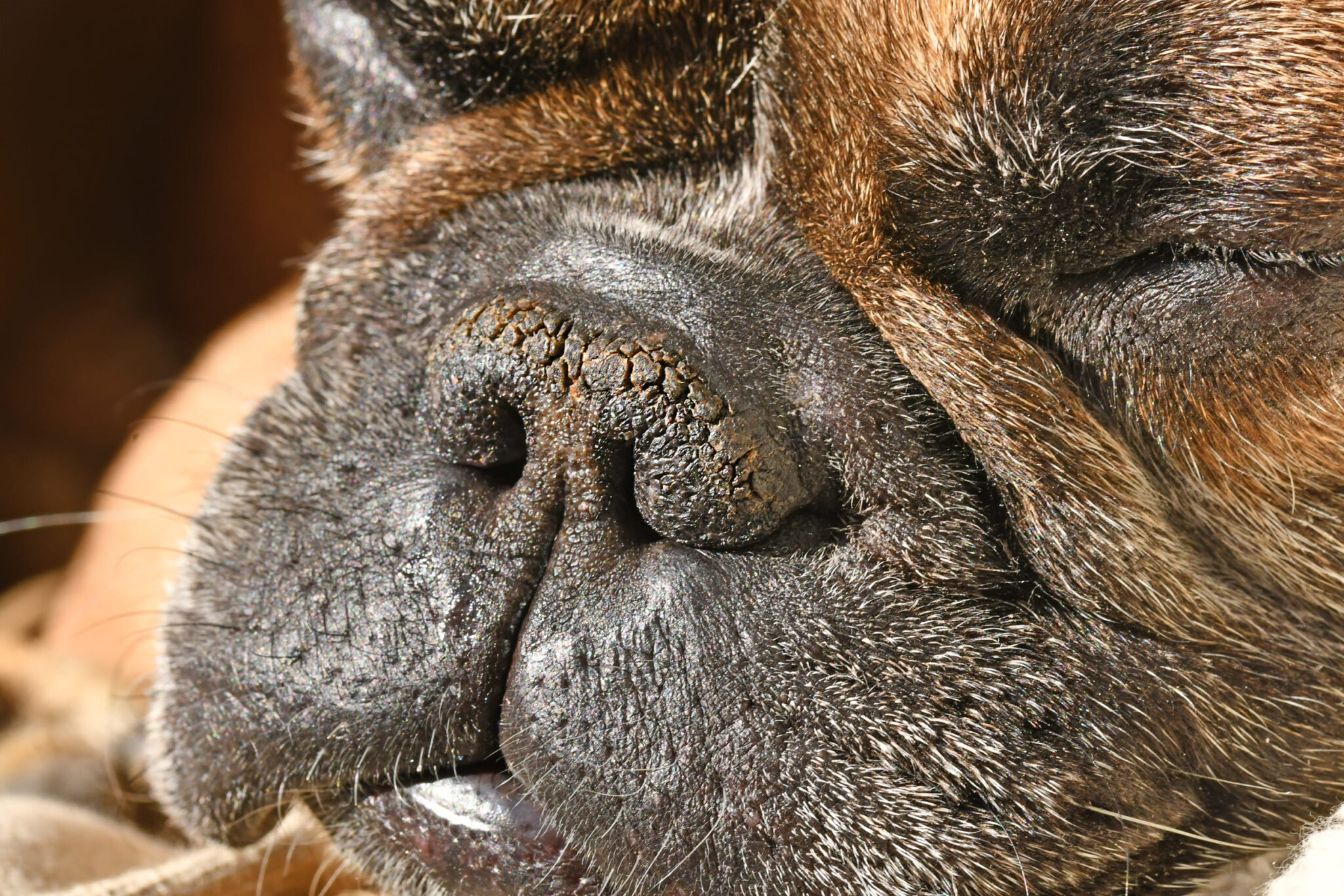 Atemnot Hund - Was tun? Alles über Atembeschwerden beim Hund ...