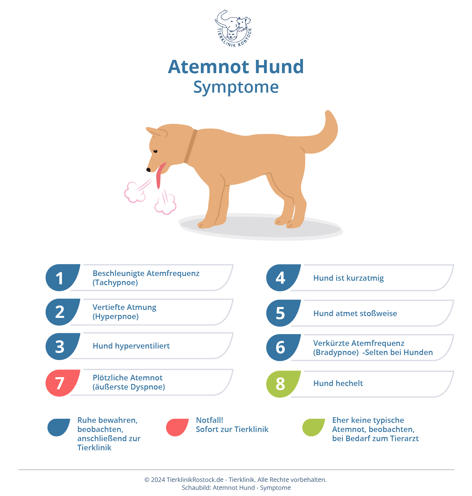 Hund Muskelkrampf Symptome