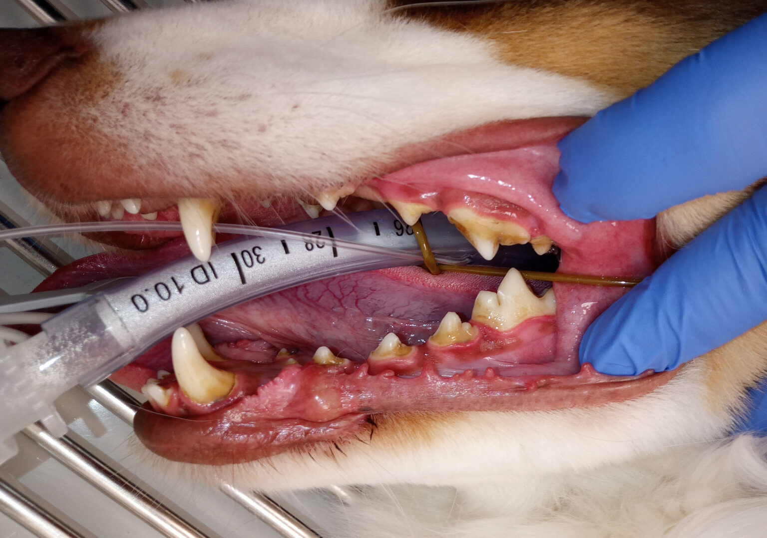 Zahnstein beim Hund – Symptome, Entfernung & Vorbeugung | Tierklinik ...