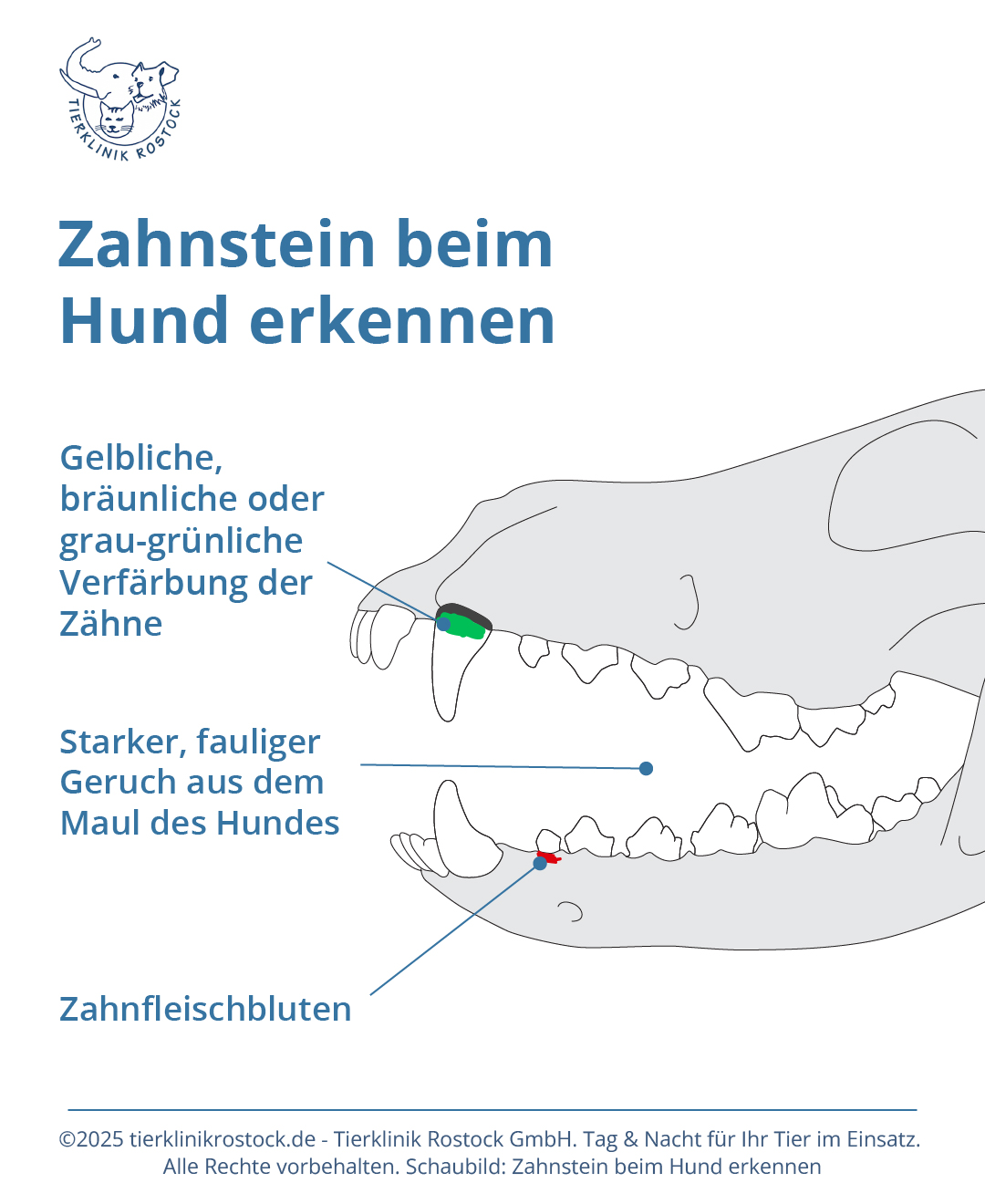 Zahnstein beim Hund – Symptome, Entfernung & Vorbeugung | Tierklinik ...